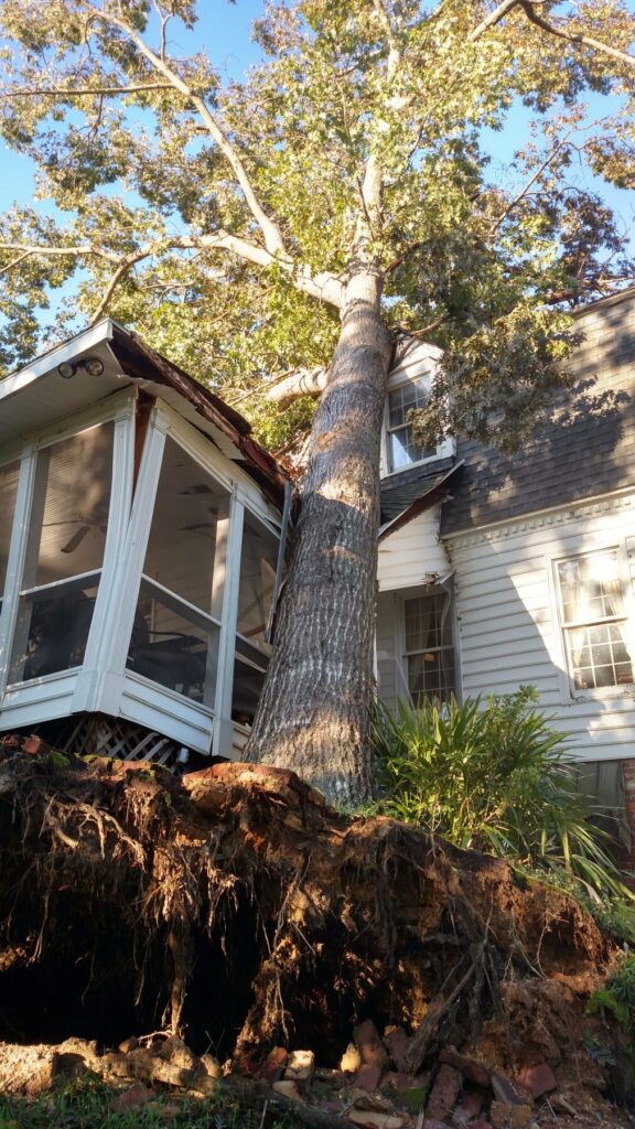 Tree risk, Fear and the Numbers