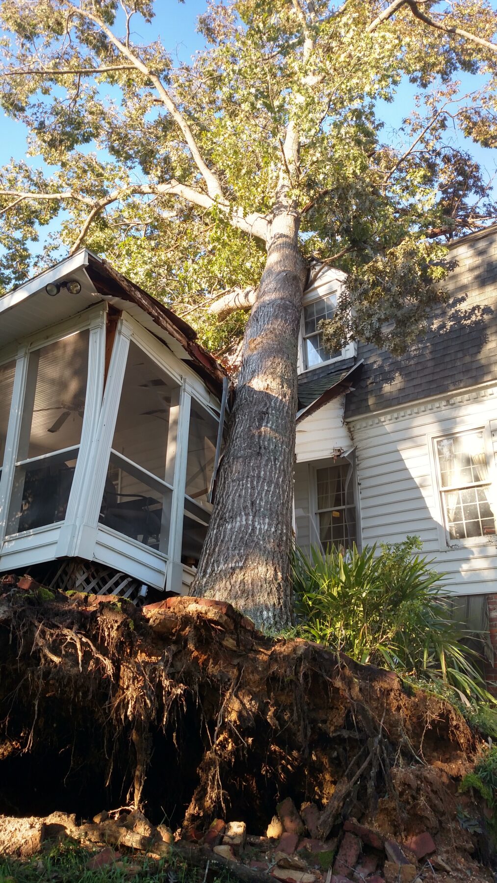 Tree risk, Fear and the Numbers