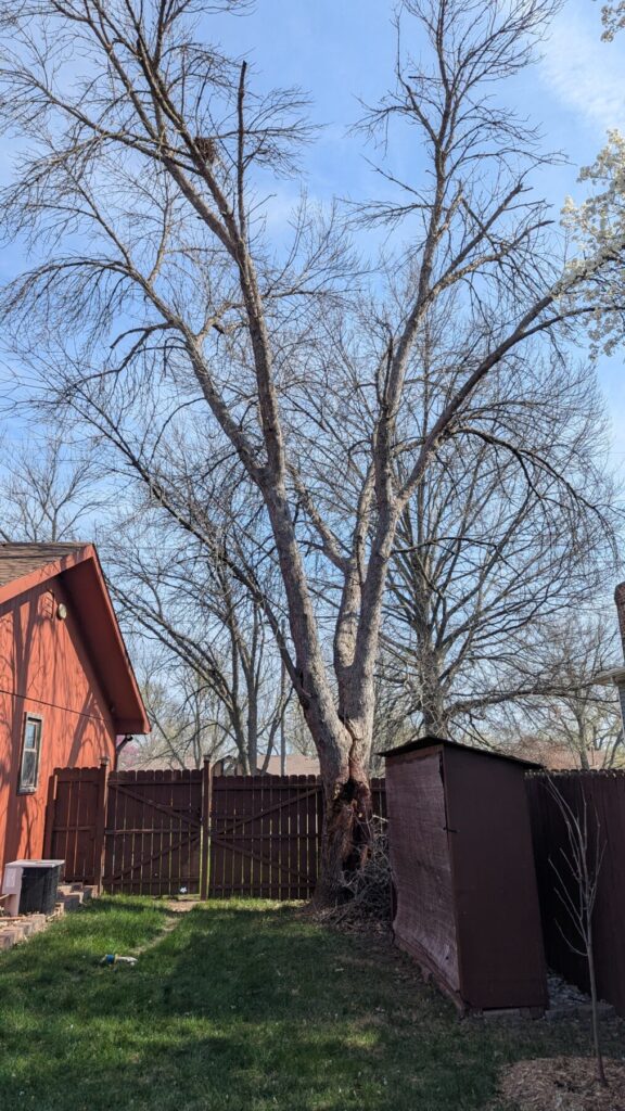 Tree risk, Fear and the Numbers